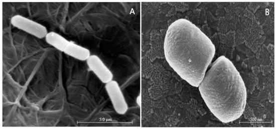 Comparative Analysis Using Raman Spectroscopy of the Cellular ...