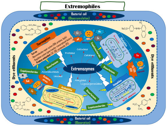 Investigating Bio-Inspired Degradation of Toxic Dyes Using Potential ...