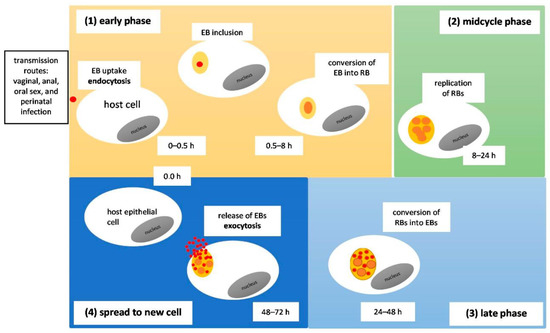 Chlamydia trachomatis—An Emerging Old Entity?