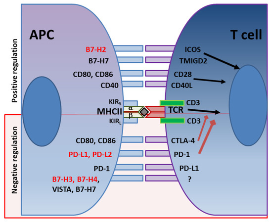 Helicobacter pylori and Its Role in Gastric Cancer