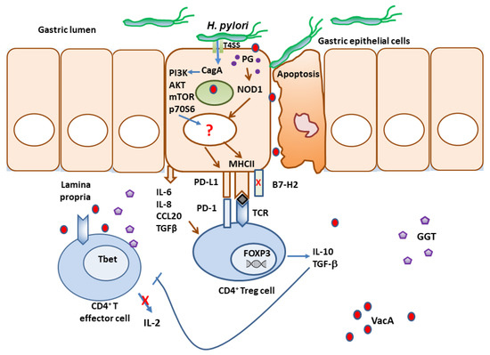 Helicobacter pylori and Its Role in Gastric Cancer