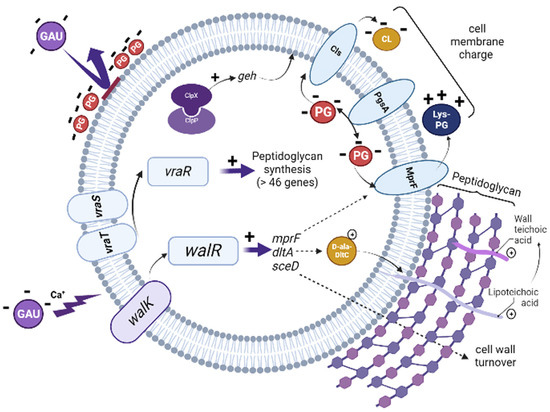 Gausemycin A-Resistant Staphylococcus aureus Demonstrates Affected Cell ...