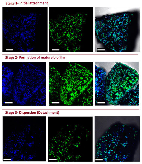 Klebsiella aerogenes Adhesion Behaviour during Biofilm Formation on ...