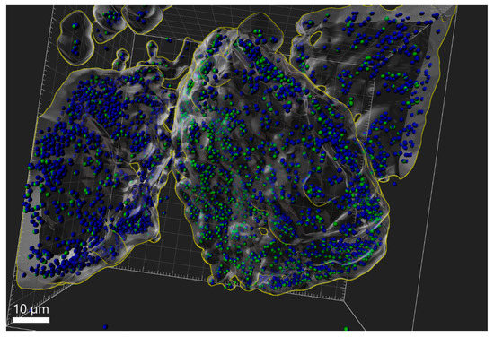 Klebsiella aerogenes Adhesion Behaviour during Biofilm Formation on ...