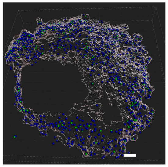 Klebsiella aerogenes Adhesion Behaviour during Biofilm Formation on ...