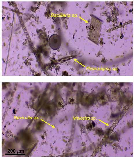 Microorganisms | Free Full-Text | Investigating the Impacts of UVC ...