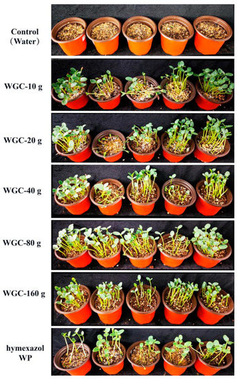 Microorganisms | Free Full-Text | Efficacy of Streptomyces murinus JKTJ ...