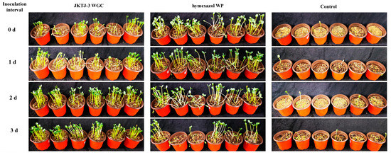 Microorganisms | Free Full-Text | Efficacy of Streptomyces murinus JKTJ ...