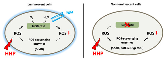 Bioluminescence Contributes to the Adaptation of Deep-Sea Bacterium ...