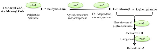 Current Insights in Fungal Importance—A Comprehensive Review