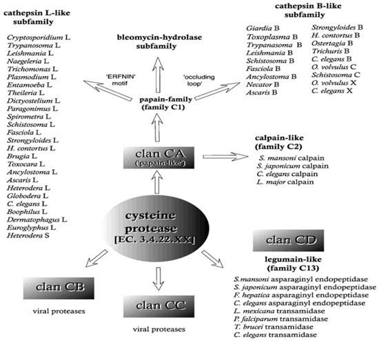 Roles of Cysteine Proteases in Biology and Pathogenesis of Parasites