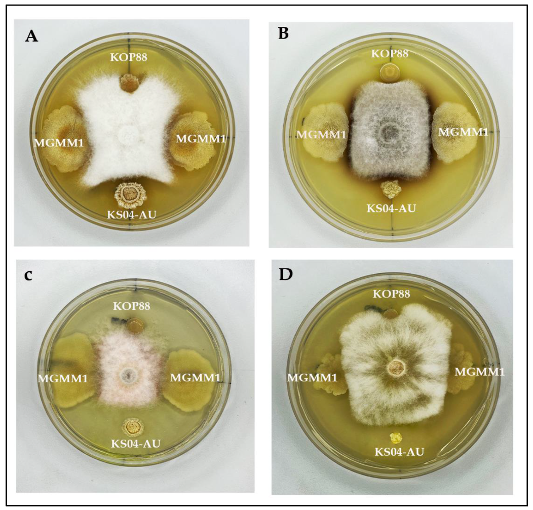 Characterization of a Novel Bacillus glycinifermentans Strain MGMM1 ...