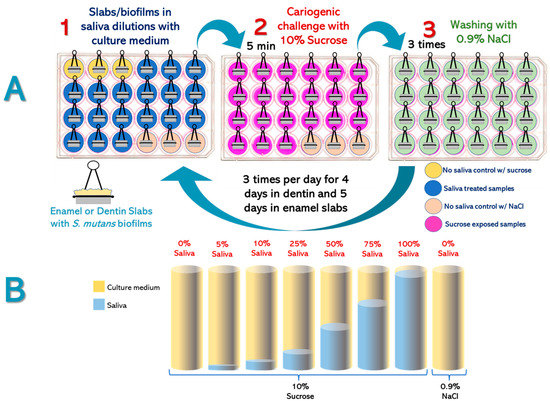 Saliva Decreases Sucrose-Induced Cariogenicity in an Experimental ...