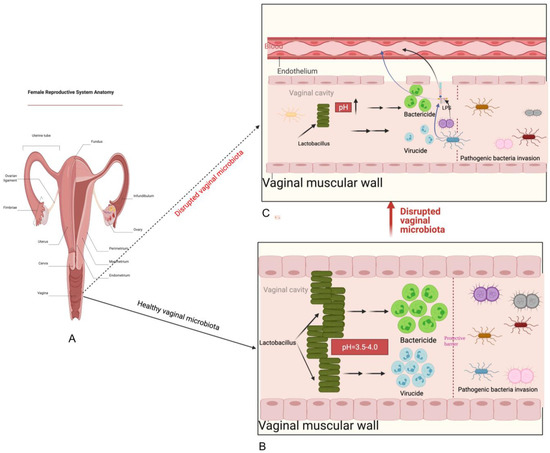 Possible Therapeutic Mechanisms and Future Perspectives of Vaginal ...