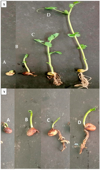Efficient Role of Endophytic Aspergillus terreus in Biocontrol of ...