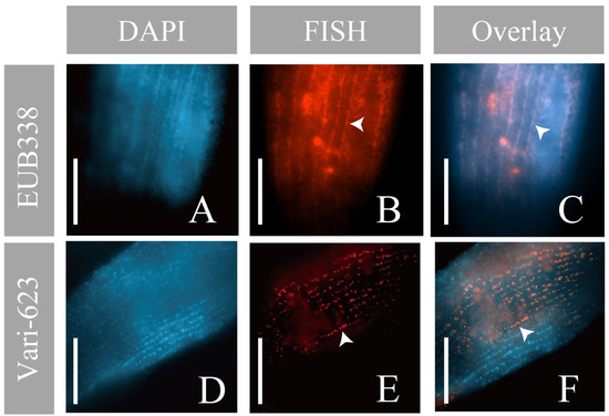 Culture-Independent Single-Cell PacBio Sequencing Reveals Epibiotic ...