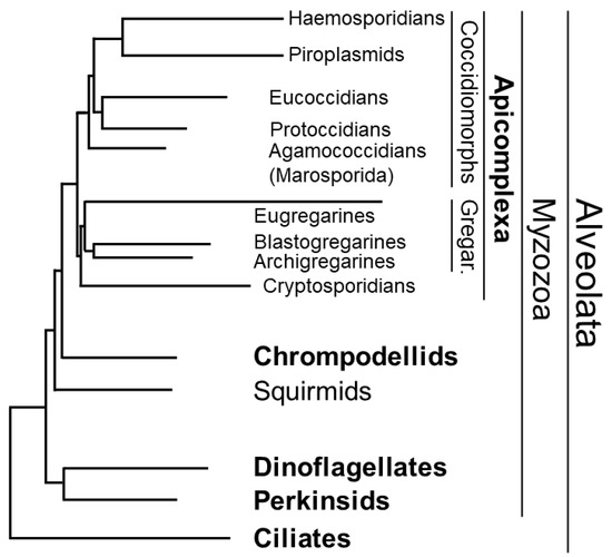 p25alpha Domain-Containing Proteins of Apicomplexans and Related Taxa