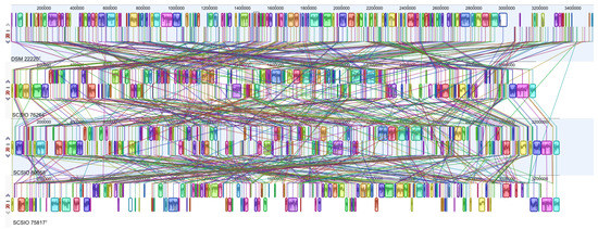Three Novel Marine Species of Paracoccus, P. aerodenitrificans sp. nov ...