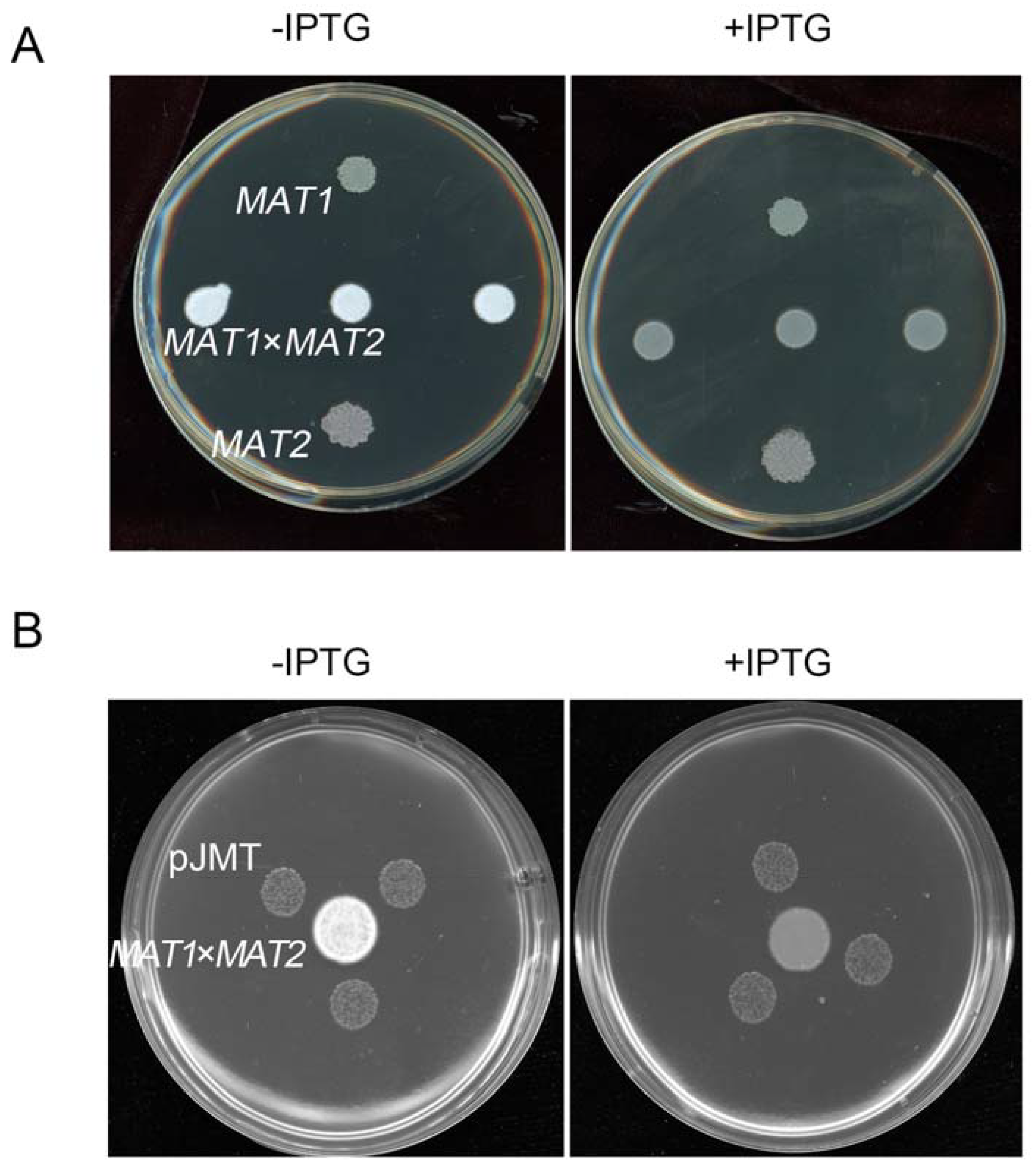 A Genetically Engineered Escherichia coli for Potential Utilization in ...