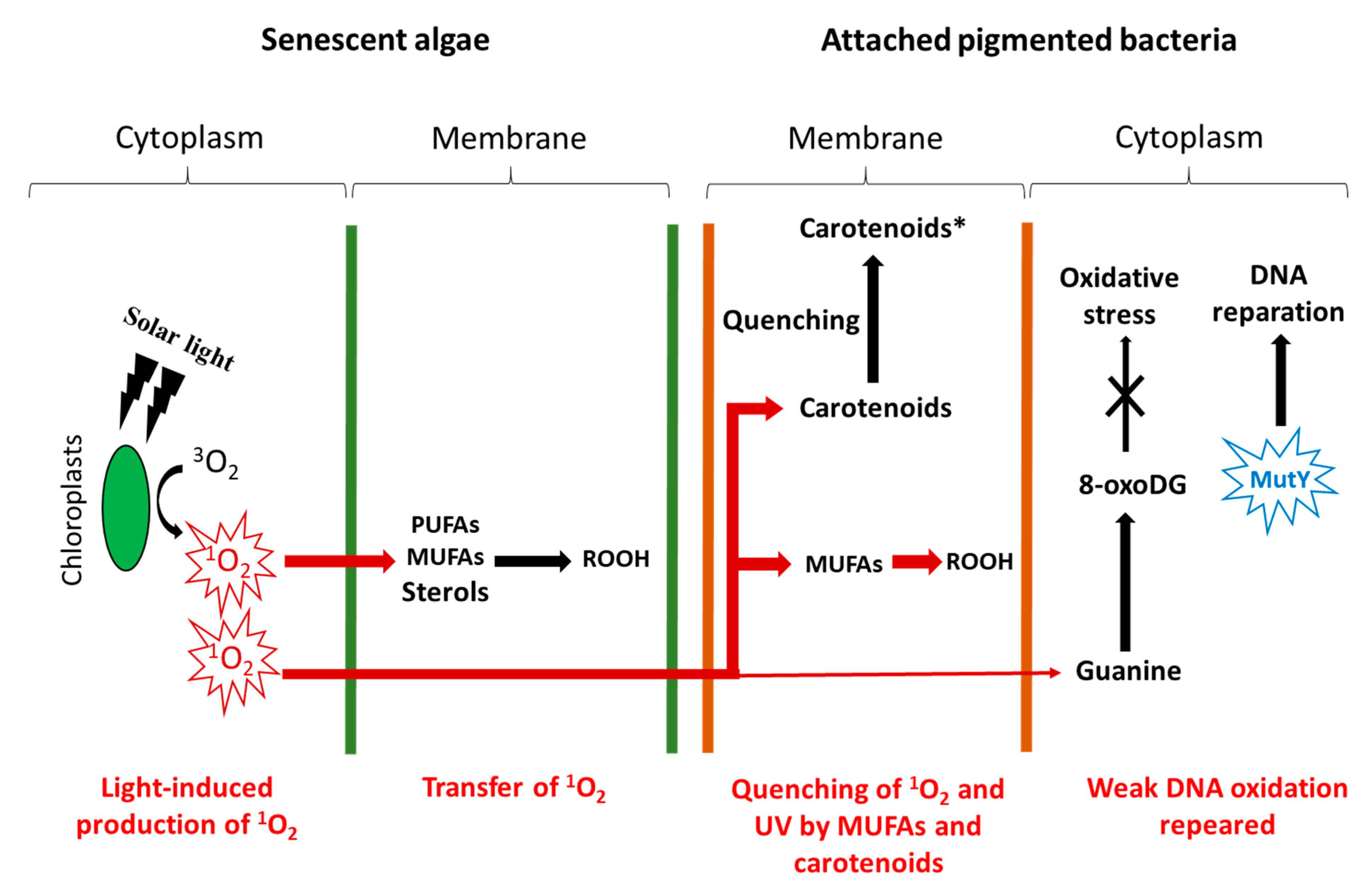 Cellular Damage of Bacteria Attached to Senescent Phytoplankton Cells as a Result of the ...