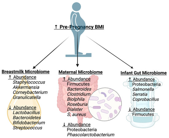 Maternal Nutritional Status and the Microbiome across the Pregnancy and ...
