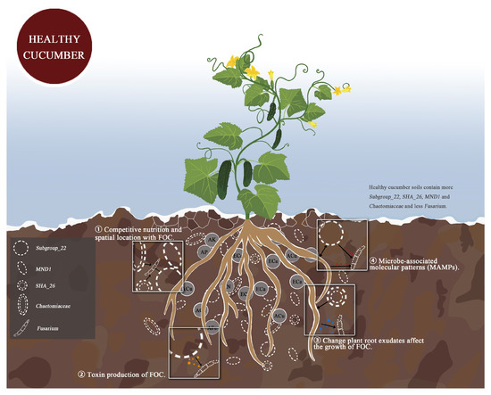 Effects of Rhizosphere Microbial Communities on Cucumber Fusarium wilt ...