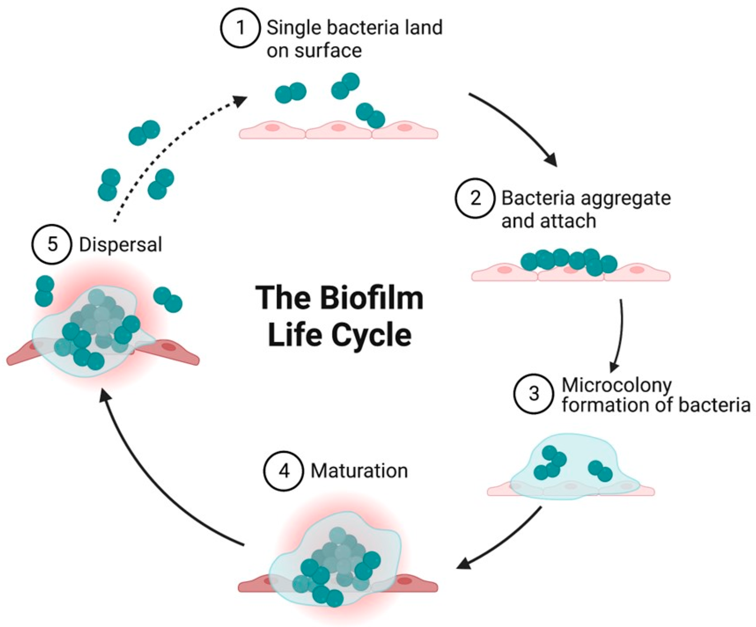 Microbial Biofilm: A Review on Formation, Infection, Antibiotic ... Microbial Biofilm: A Review on Formation, Infection, Antibiotic ...