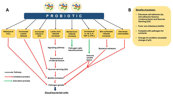 Microbial Biofilm: A Review on Formation, Infection, Antibiotic ...
