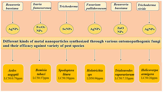 Entomopathogenic Fungi: An Eco-Friendly Synthesis of Sustainable Nanoparticles and Their ...