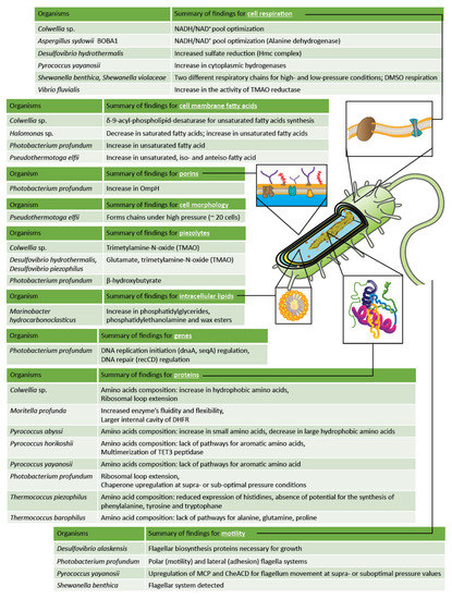 The Mystery of Piezophiles: Understudied Microorganisms from the Deep ...