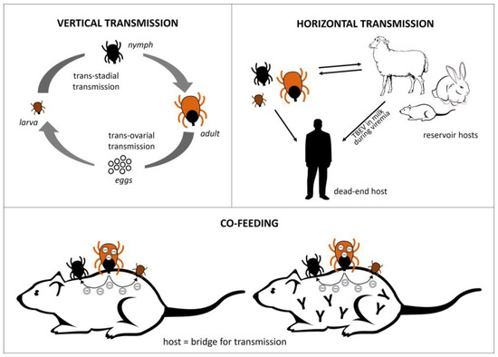 Tick-Borne Encephalitis Virus: A Comprehensive Review of Transmission ...