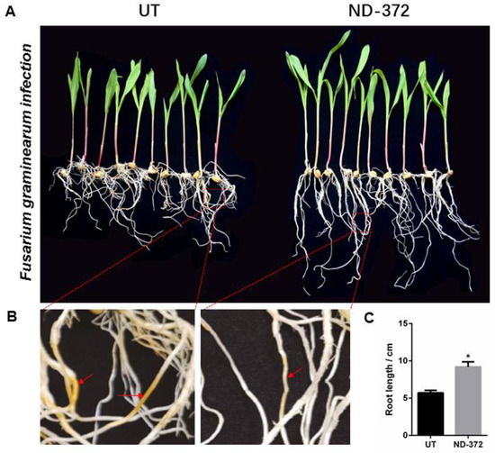 Rhizobium Soaking Promoted Maize Growth by Altering Rhizosphere ...