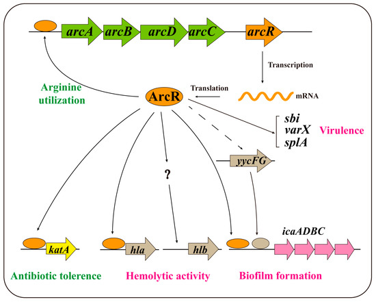 Roles of the Crp/Fnr Family Regulator ArcR in the Hemolysis and Biofilm ...