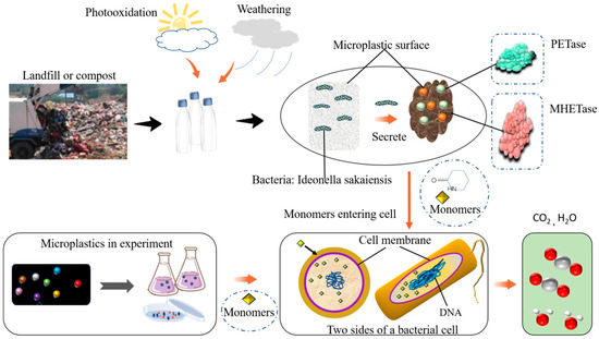 Biological Degradation of Plastics and Microplastics: A Recent Perspective on Associated ...