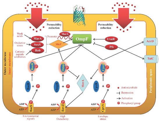 Outer Membrane Porins Contribute to Antimicrobial Resistance in Gram ...
