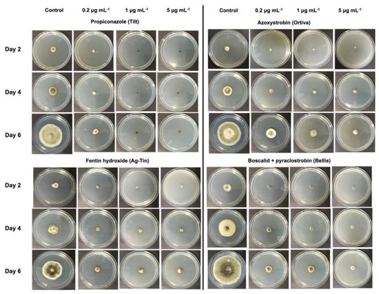 In Vitro Evaluation of Azoxystrobin, Boscalid, Fentin-Hydroxide, Propiconazole, Pyraclostrobin ...