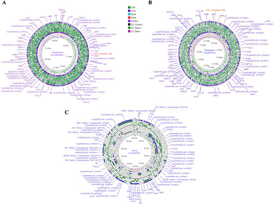 Microorganisms | Free Full-Text | Comparative Genomic Analysis of a ...