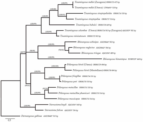 Morphometrical Identification and Phylogenetic Analysis of ...