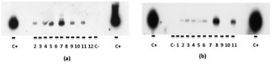 Detection of Mycobacterial DNA in Human Bone Marrow