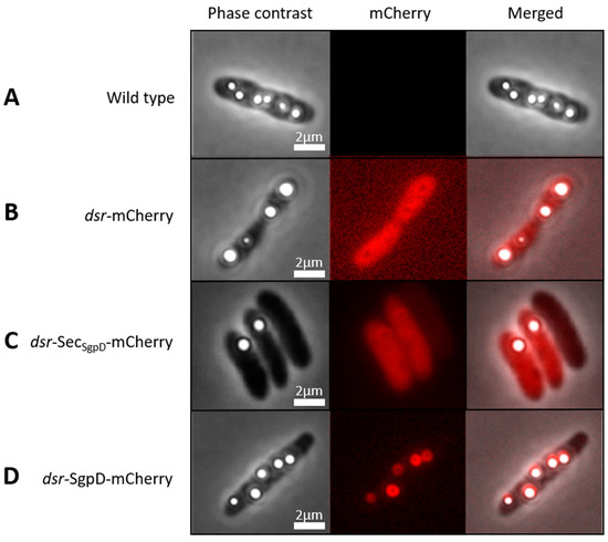 Fluorescence Microscopy Study of the Intracellular Sulfur Globule Protein SgpD in the Purple ...