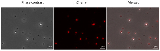 Fluorescence Microscopy Study of the Intracellular Sulfur Globule ...