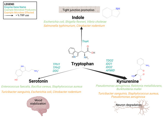 Microorganisms | Free Full-Text | Microbial-Derived Tryptophan ...
