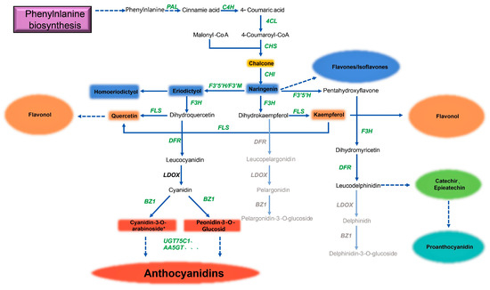 Flavonoid Synthesis by Deinococcus sp. 43 Isolated from the Ginkgo ...