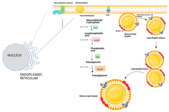 Multifaceted Nature of Lipid Droplets in Viral Interactions and ...