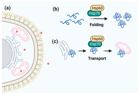 Insights and Perspectives on the Role of Proteostasis and Heat Shock ...