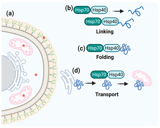 Insights and Perspectives on the Role of Proteostasis and Heat Shock ...