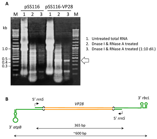Microorganisms | Free Full-Text | Transgenic Microalgae Expressing ...