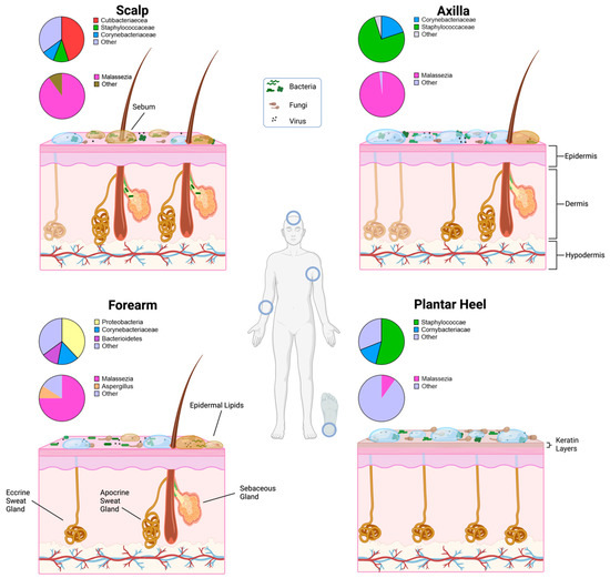 Bioprospecting the Skin Microbiome: Advances in Therapeutics and ...