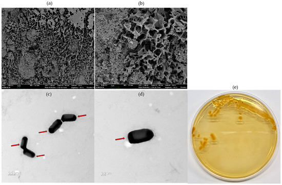 Characterization and Antioxidant Activity of Exopolysaccharides ...