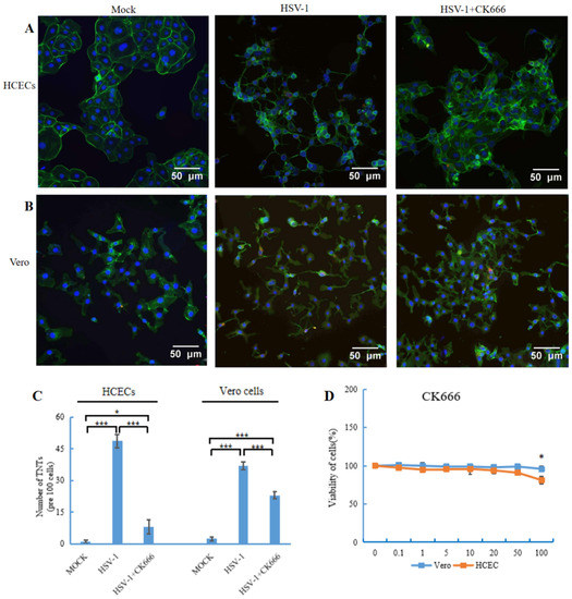 Herpes Simplex Virus Type 1 Infection Induces the Formation of ...